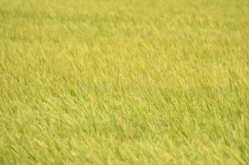 The Asian Rice Crop at Sekinchan, Malaysia Stock Image - Image of asia ...
