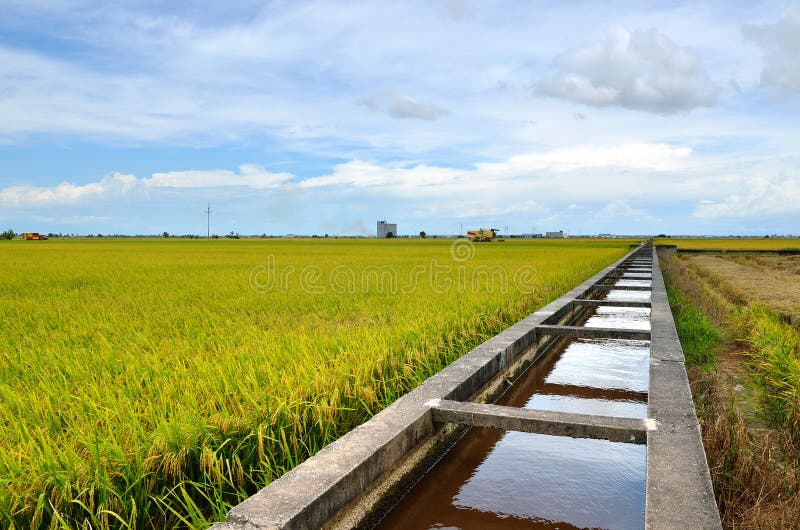 The Asian Rice Crop at Sekinchan, Malaysia Stock Image - Image of ...