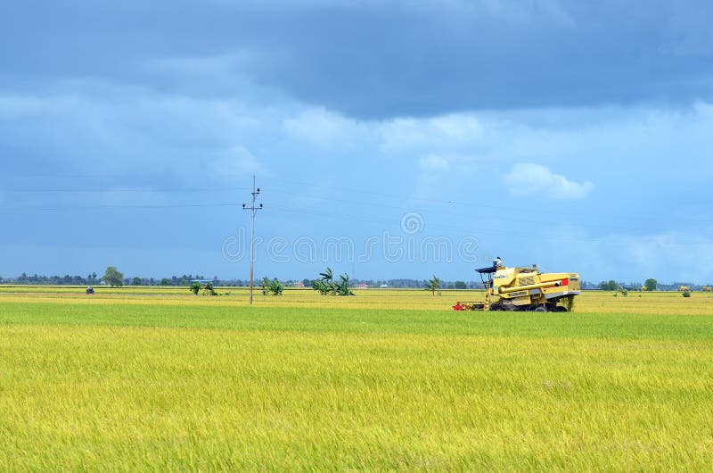 The Asian Rice Crop at Sekinchan, Malaysia Editorial Stock Image ...