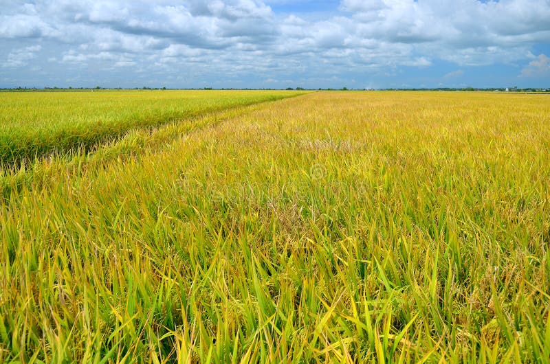 The Asian Rice Crop at Sekinchan, Malaysia Stock Photo - Image of ...