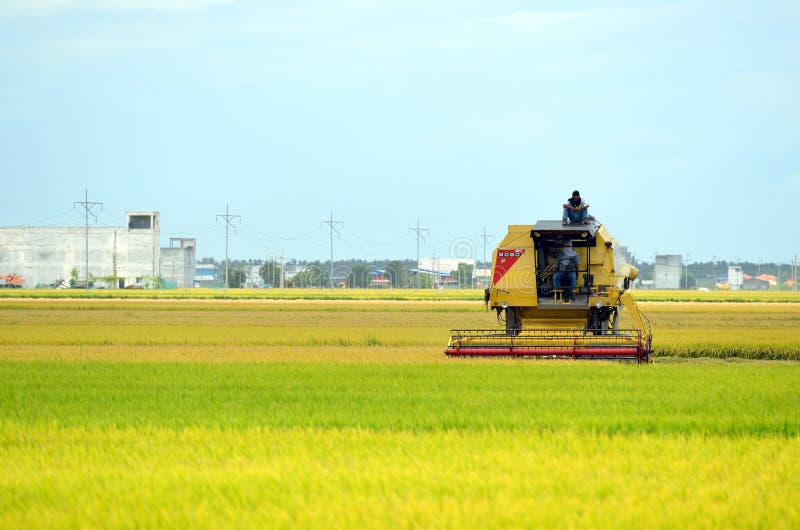 The Asian Rice Crop at Sekinchan, Malaysia Editorial Image - Image of ...