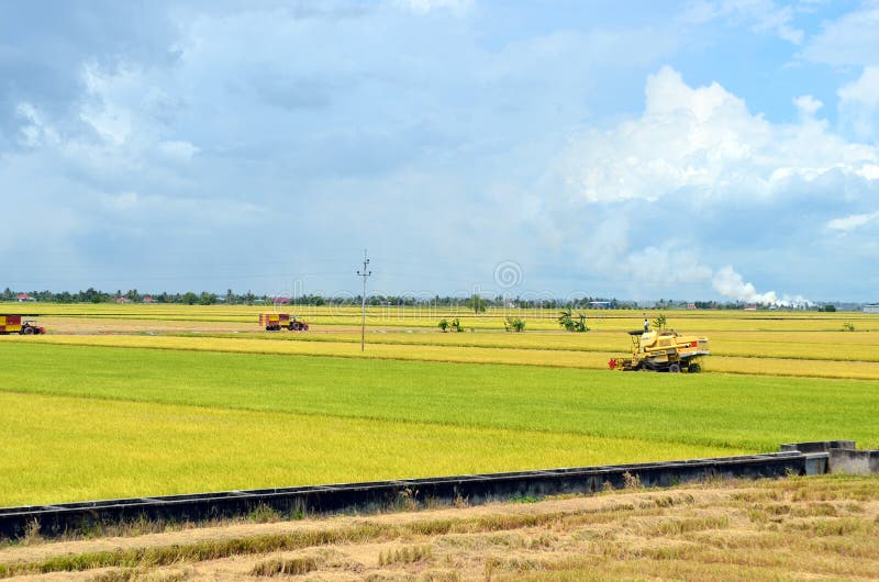 The Asian Rice Crop at Sekinchan, Malaysia Editorial Photo - Image of ...
