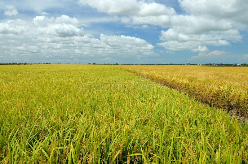 The Asian Rice Crop at Sekinchan, Malaysia Stock Image - Image of food ...