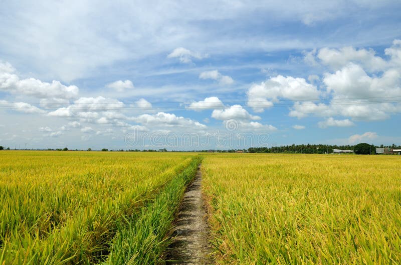 The Asian Rice Crop at Sekinchan, Malaysia Stock Image - Image of asia ...