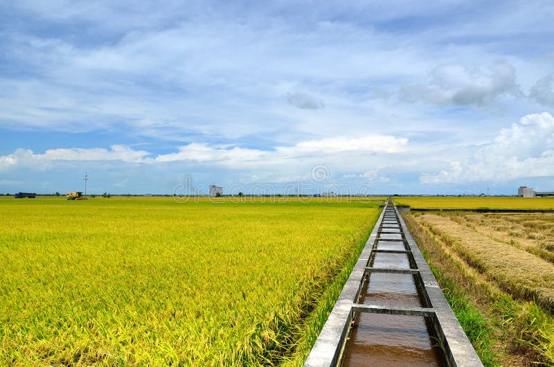 The Asian Rice Crop at Sekinchan, Malaysia Stock Photo - Image of ...
