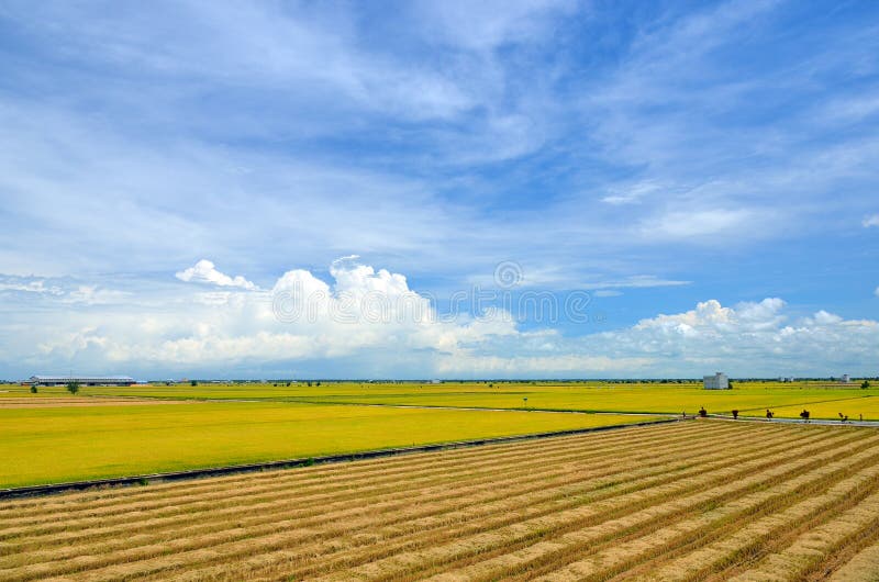 The Asian Rice Crop at Sekinchan, Malaysia Stock Photo - Image of ripe ...