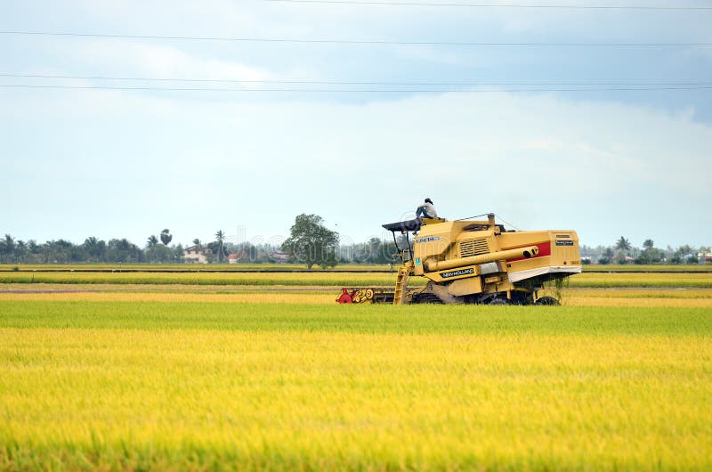 The Asian Rice Crop at Sekinchan, Malaysia Editorial Stock Photo ...