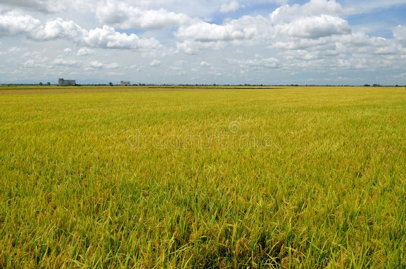 1,379 Sekinchan Rice Stock Photos - Free & Royalty-Free Stock Photos ...