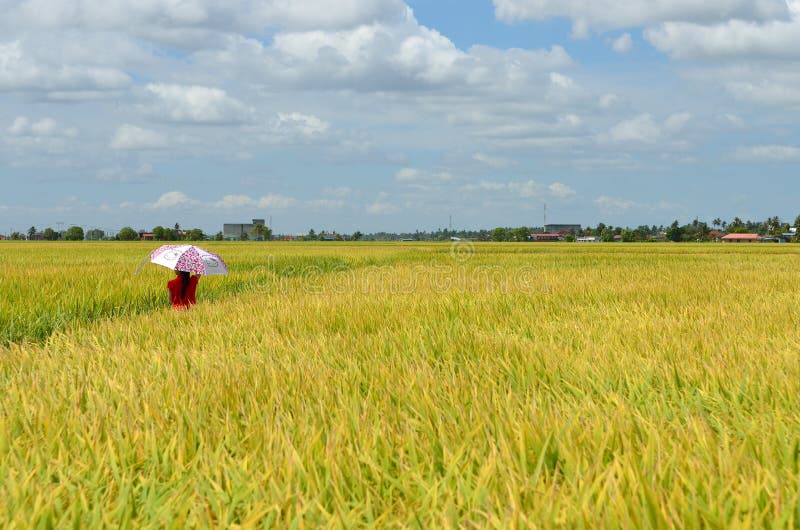 The Asian Rice Crop at Sekinchan, Malaysia Editorial Photo - Image of ...