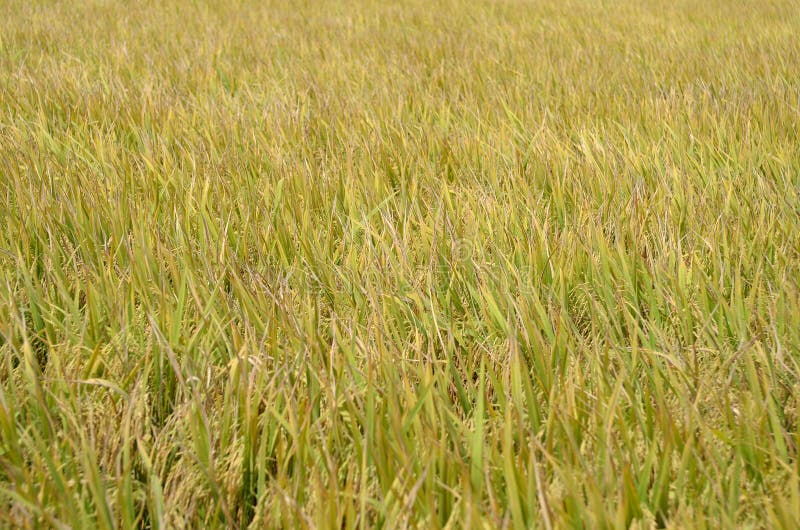 The Asian Rice Crop at Sekinchan, Malaysia Stock Photo - Image of ...
