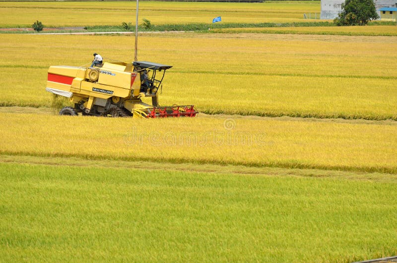 The Asian Rice Crop at Sekinchan, Malaysia Editorial Photography ...