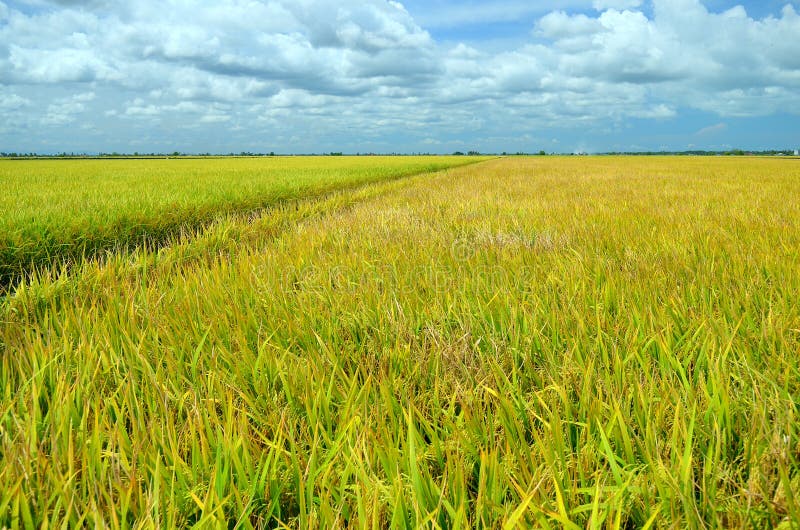 The Asian Rice Crop at Sekinchan, Malaysia Stock Photo - Image of ...
