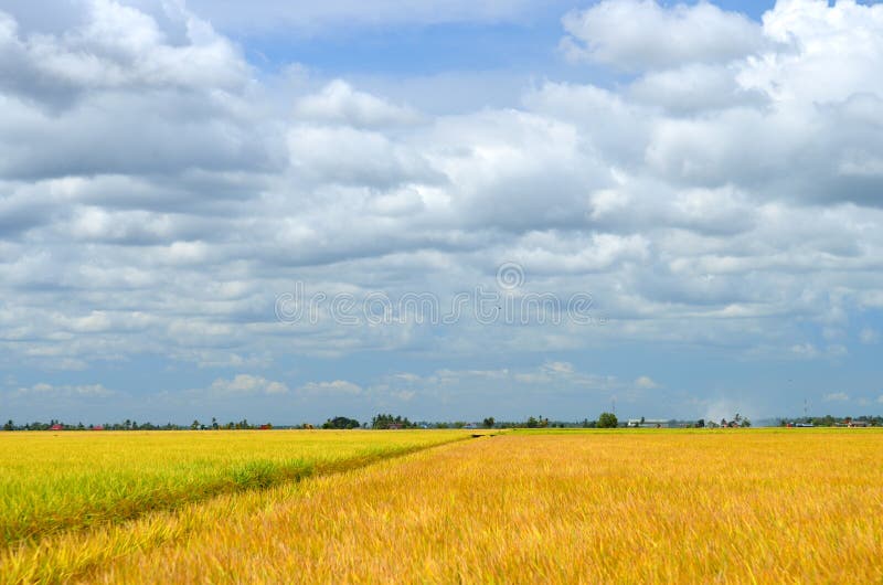 The Asian Rice Crop at Sekinchan, Malaysia Stock Photo - Image of rice ...