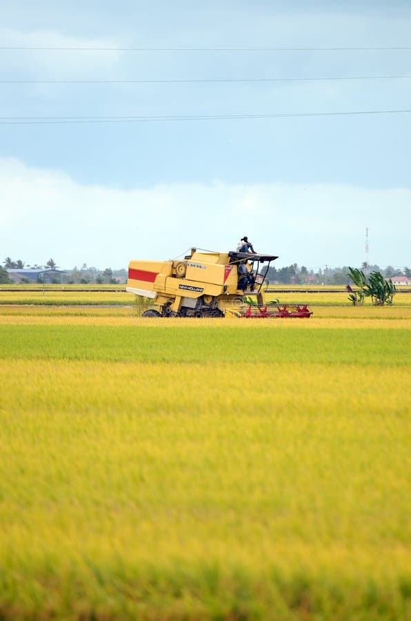 The Asian Rice Crop at Sekinchan, Malaysia Editorial Image - Image of ...