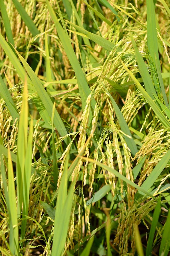 The Asian Rice Crop at Sekinchan, Malaysia Stock Image - Image of asian ...