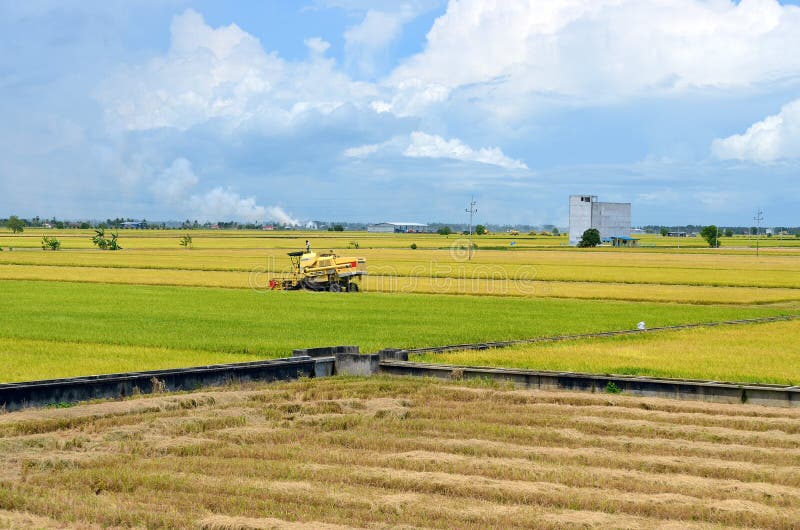 The Asian Rice Crop at Sekinchan, Malaysia Editorial Image - Image of ...