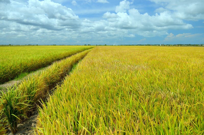 The Asian Rice Crop at Sekinchan, Malaysia Stock Image - Image of leaf ...