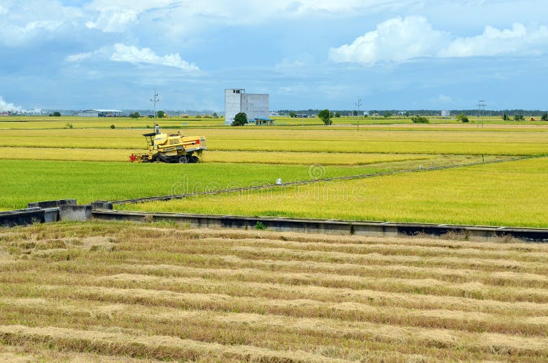 The Asian Rice Crop at Sekinchan, Malaysia Editorial Photography ...