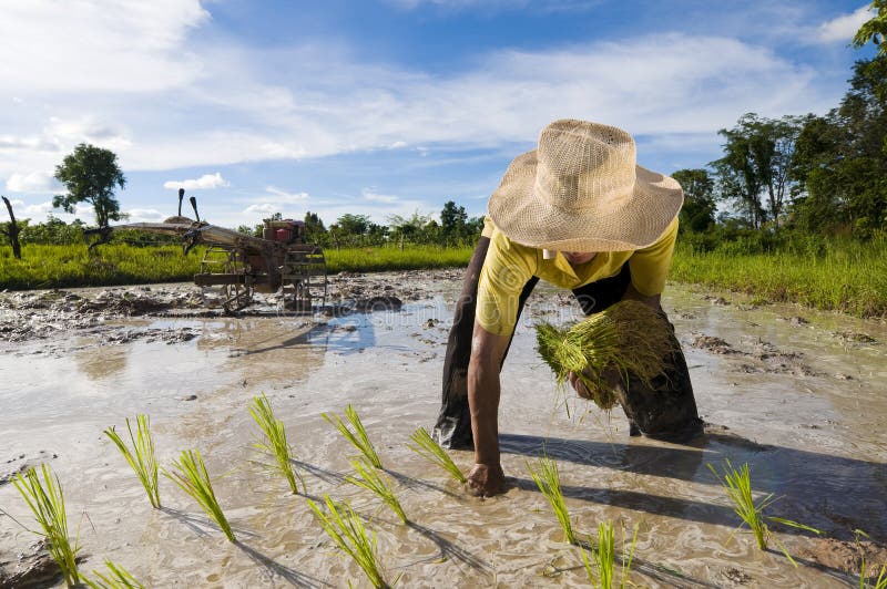 Asian rice farmer stock image. Image of farming, cultivate - 16143329