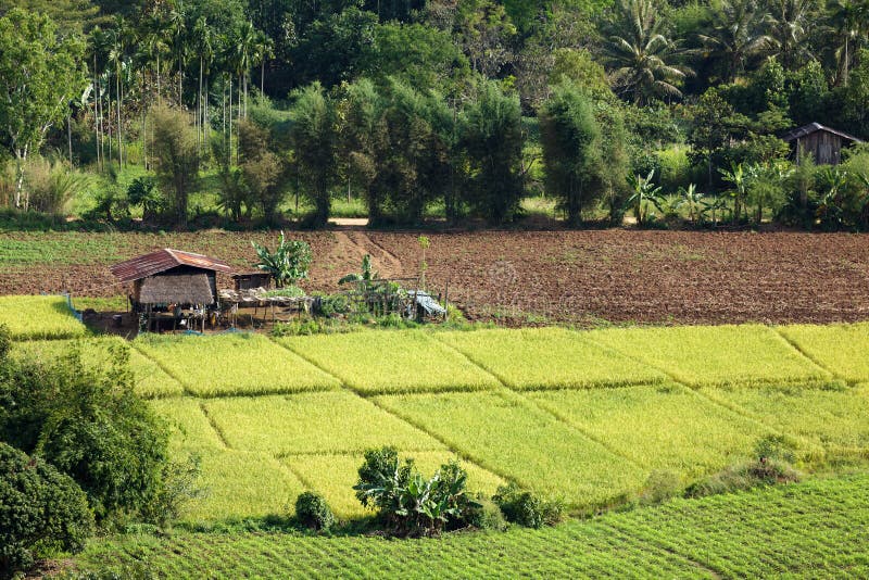 Asian rice field stock image. Image of travel, paddy - 28499827