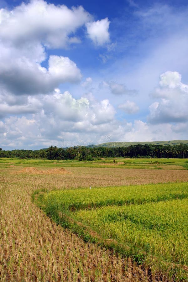 Asian Rice Field stock image. Image of agricultural, adventure - 4309857