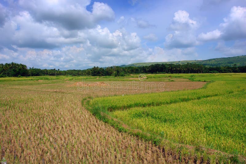 Asian Rice Field stock image. Image of exotic, field, agricultural ...
