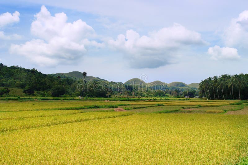 Asian Rice Field stock image. Image of developing, asia - 4653645