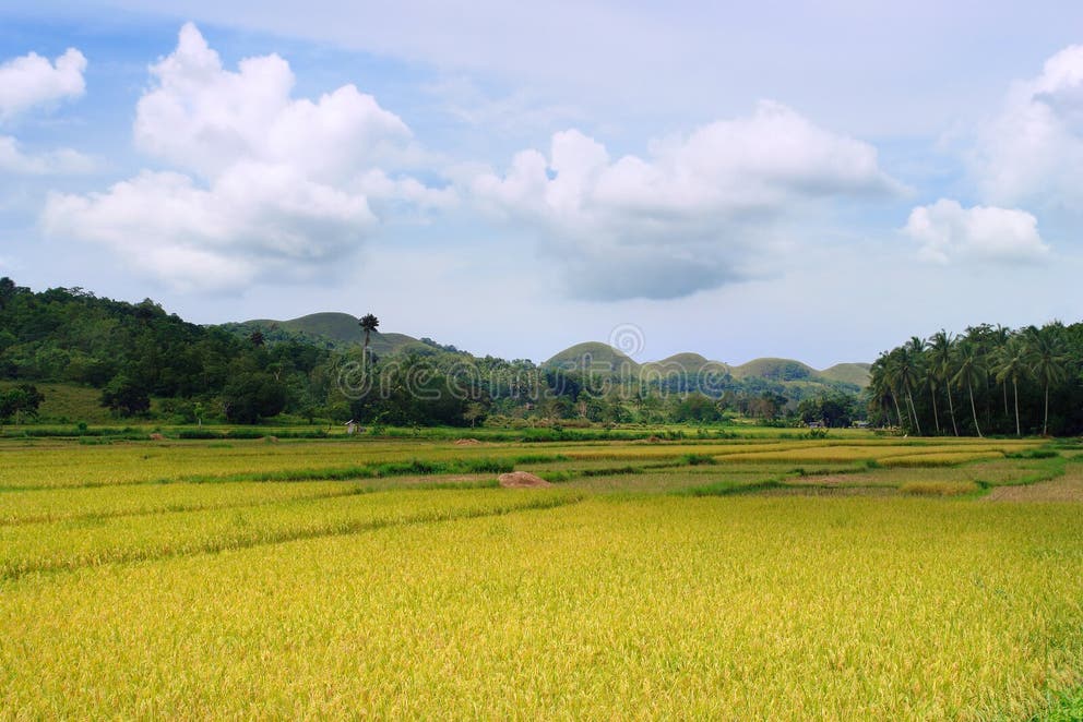 Asian Rice Field stock image. Image of developing, asia - 4653645