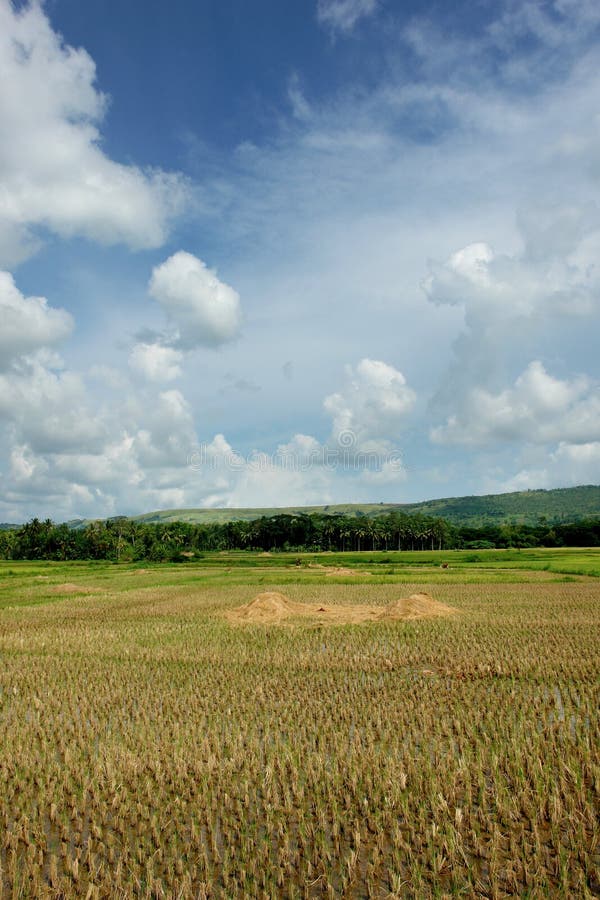 Asian Rice Field stock photo. Image of farms, landscape - 8419794