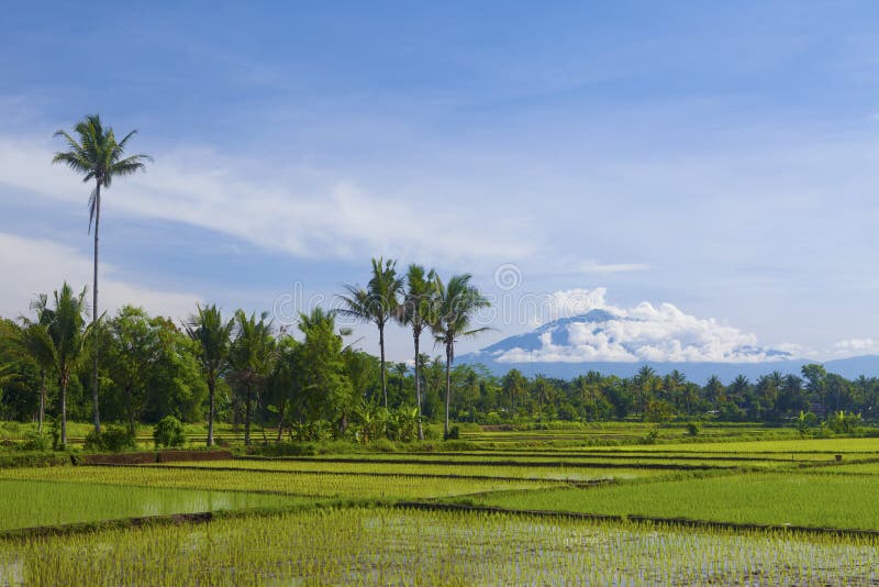 Asian Rice Field Landscape in Indonesia Stock Image - Image of farming ...