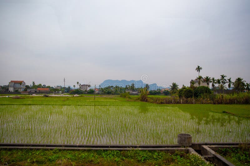 Asian Rice Patty stock photo. Image of organic, winter - 278838460