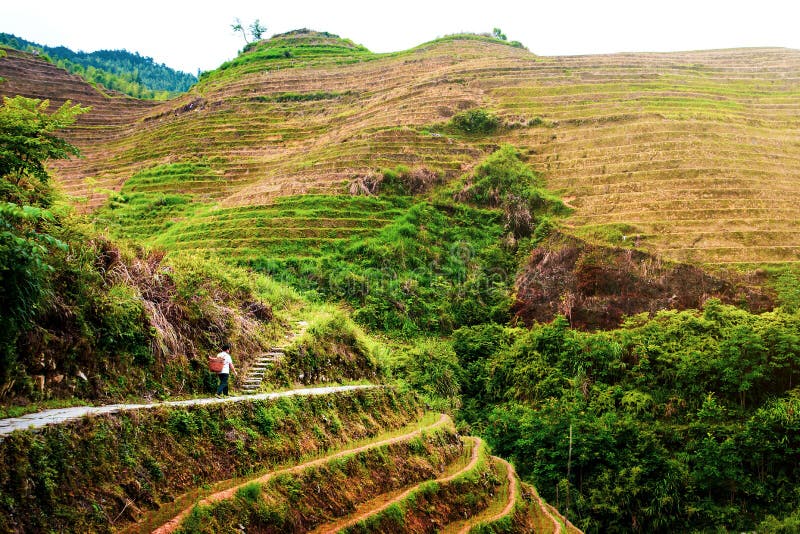 Asian Rice Terrace Landscape on a Cloudy Day Stock Image - Image of ...