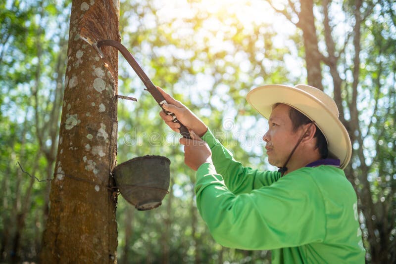 Asian Rubber Farmers Tapping Rubber in the Rubber Plantation Stock ...