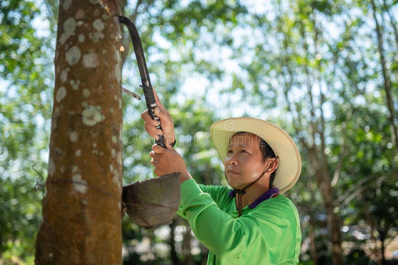 Asian Rubber Farmers Tapping Rubber in the Rubber Plantation Stock ...