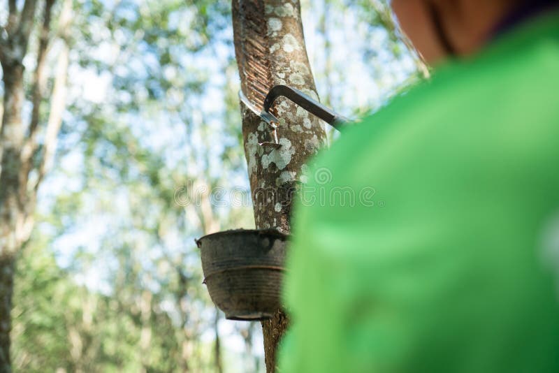 Asian Rubber Farmers Tapping Rubber in the Rubber Plantation Stock ...