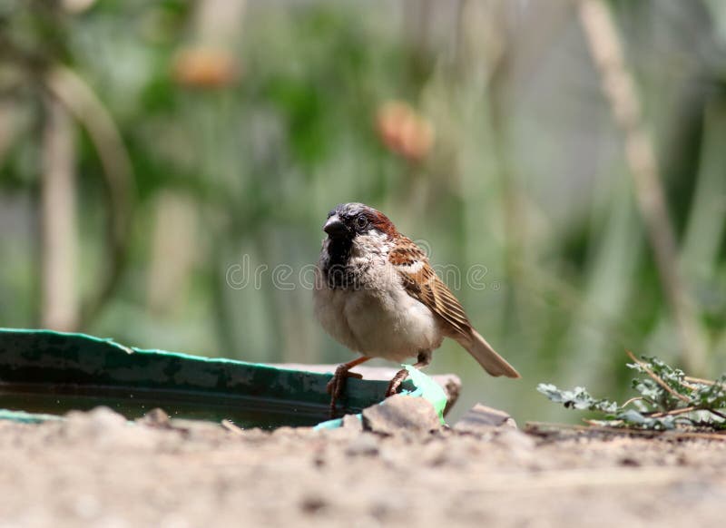 Asian russet sparrow stock image. Image of life, indian - 116559289