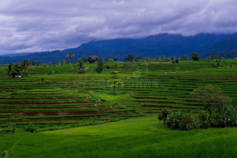 Asian Scenery in Indonesia Beautiful Green Rice Stock Image - Image of ...