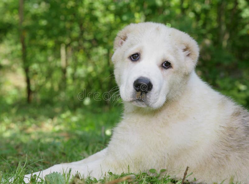 Asian sheep-dog. stock photo. Image of cute, pretty, pedigree - 10812198