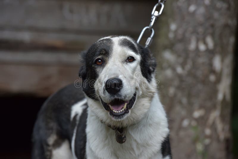 Asian Shepherd Dog stock image. Image of coat, ears, aziat - 75764101