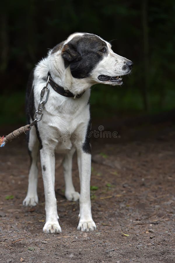 Asian Shepherd Dog stock photo. Image of aziat, dense - 75764396