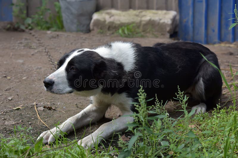 Asian Shepherd Dog stock photo. Image of haird, aziat - 75764564