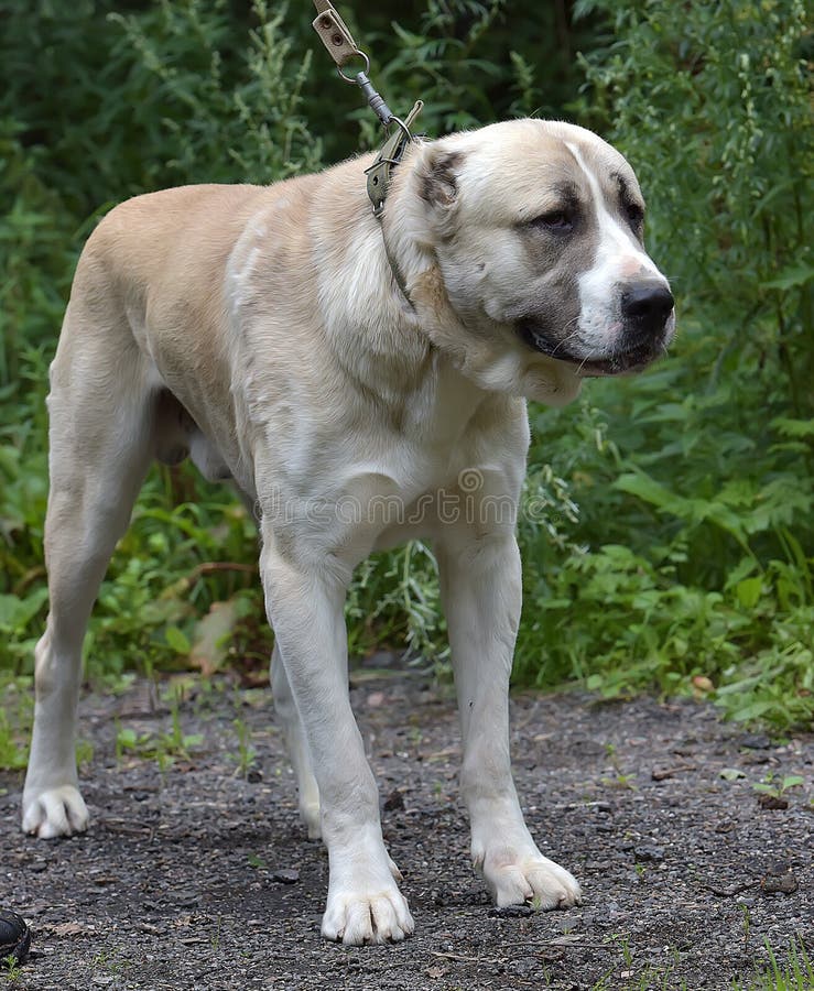 Asian Shepherd Dog stock photo. Image of doggy, crusher - 76699518