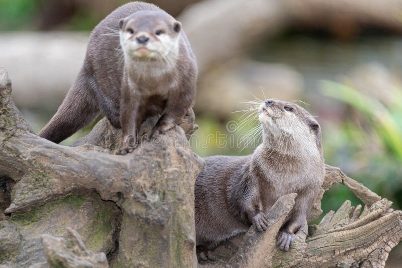 Asian Small Clawed Otter (amblonyx Cinerea Stock Image - Image of ...