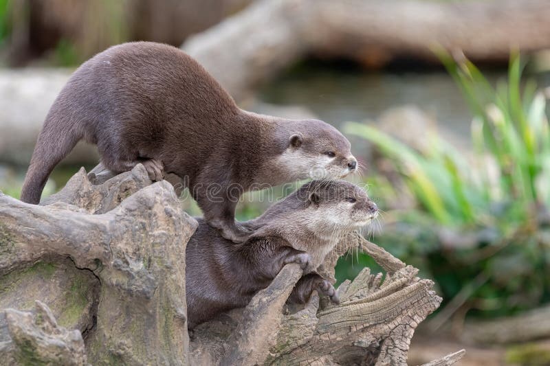 Asian Small Clawed Otter (amblonyx Cinerea Stock Image - Image of ...