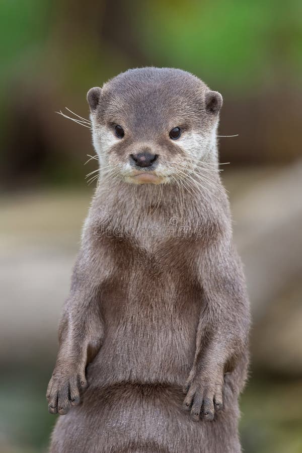 Asian Small Clawed Otter (amblonyx Cinerea Stock Image - Image of ...