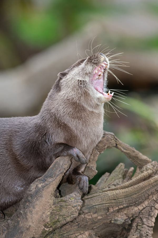 Asian Small Clawed Otter (amblonyx Cinerea Stock Image - Image of ...