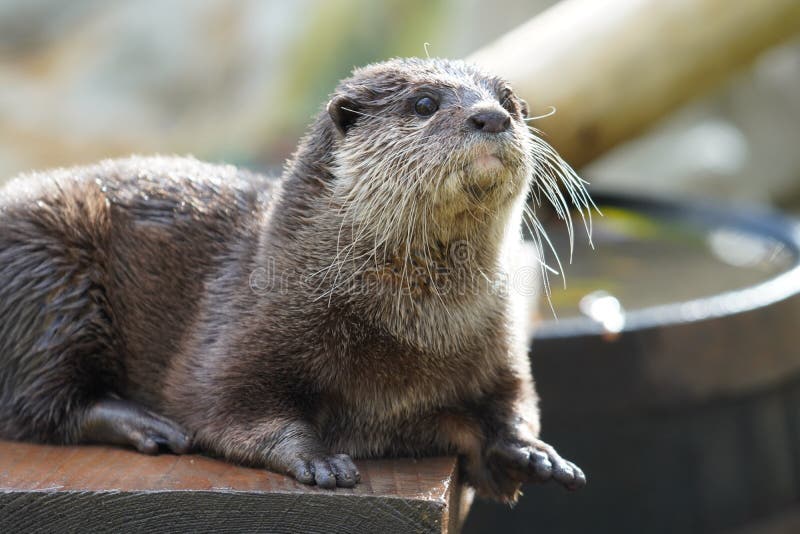 Asian Small Clawed Otter in the Sun Stock Image - Image of lutrinae ...