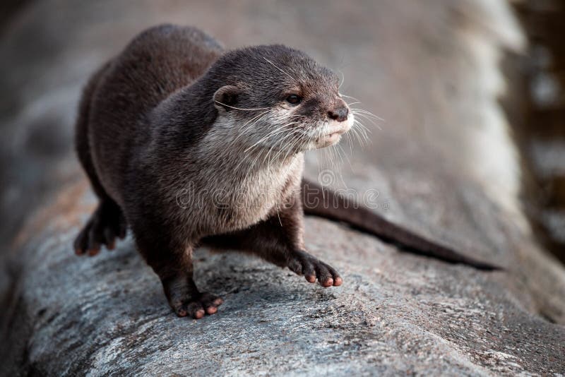 Asian Small Clawed Otter Walking Along the Side of a Pool Stock Image ...