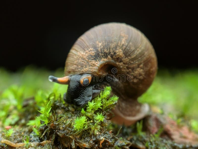 Asian Snail on the Mossy Ground Stock Photo - Image of shell, nature ...