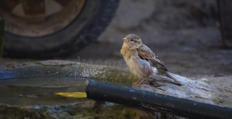 Asian Sparrow Bird in Front of Water Stock Image - Image of feather ...
